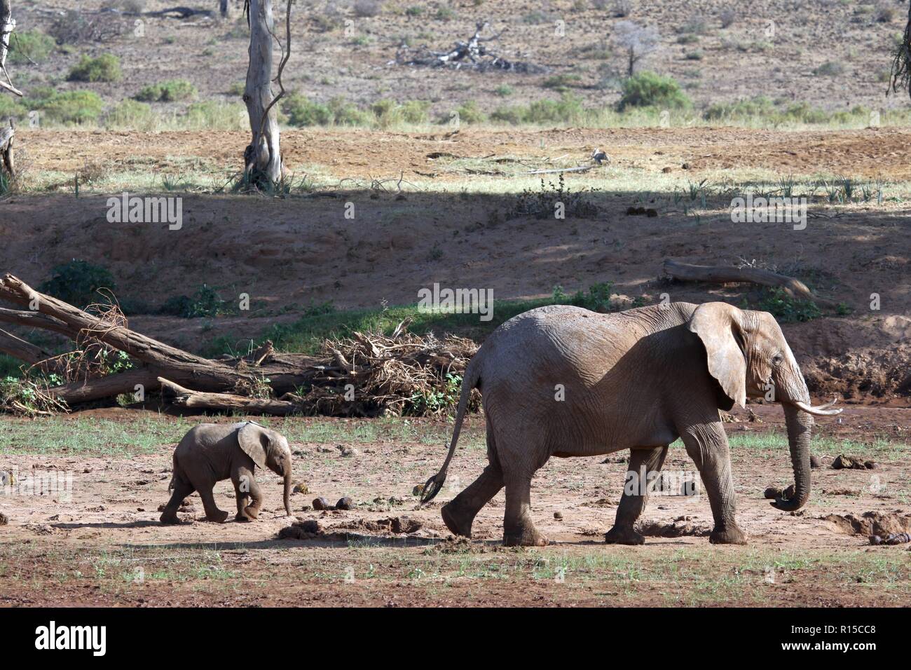 Baby elephant walking in hi-res stock photography and images - Alamy