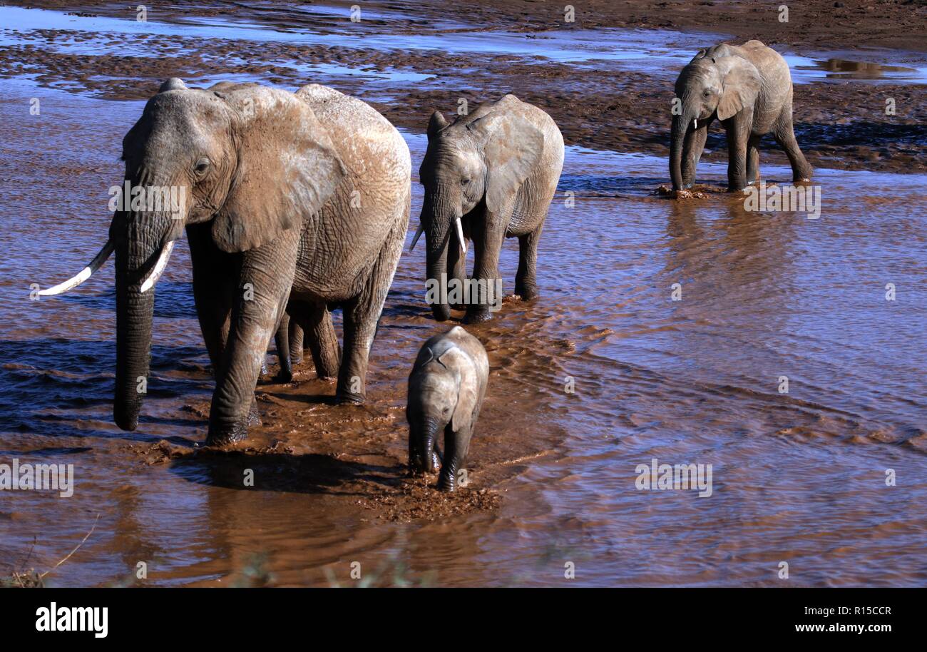 Family elephants crossing river hi-res stock photography and images - Alamy