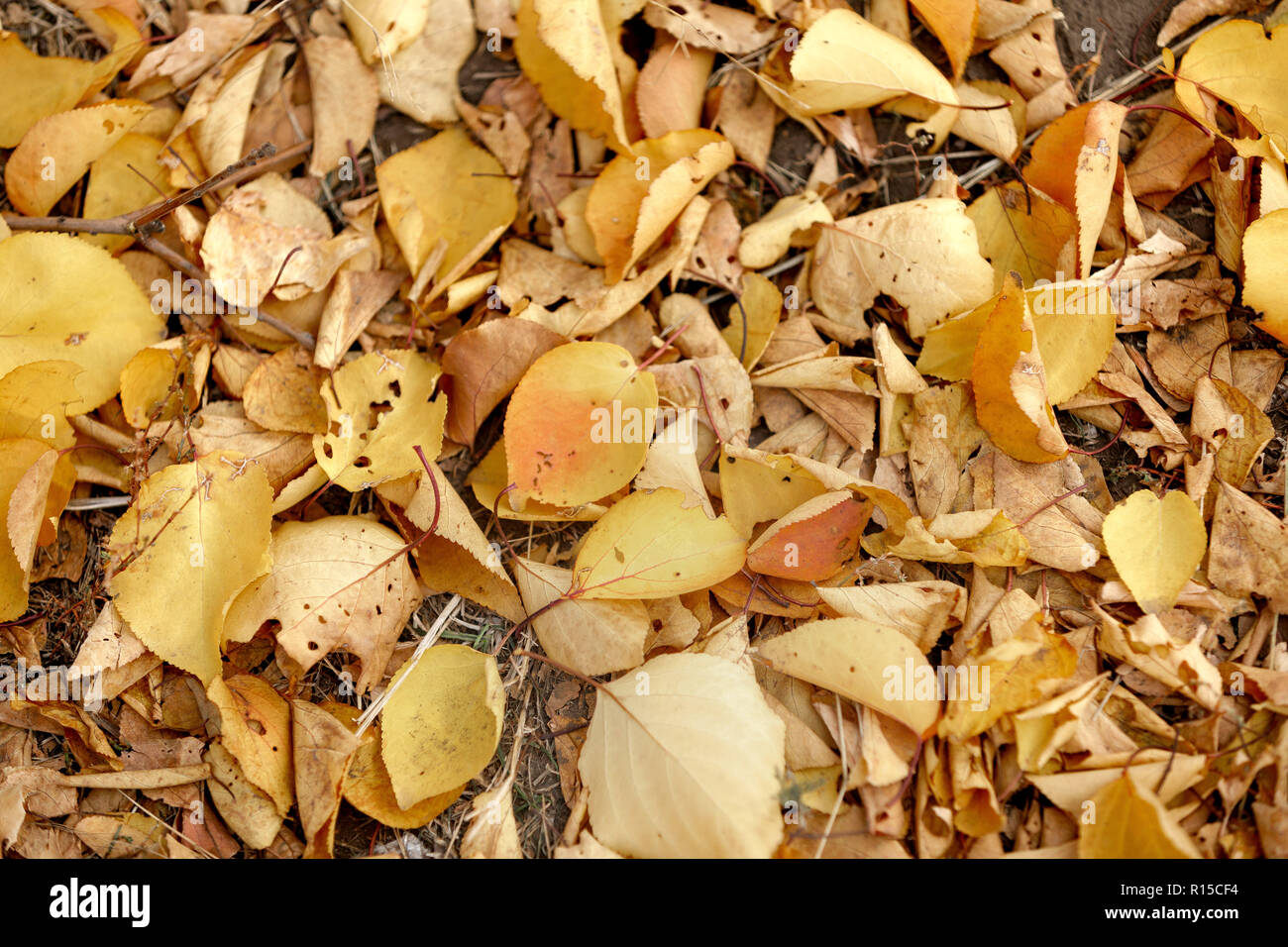 autumn leaves background. fallen leaves on ground Stock Photo - Alamy