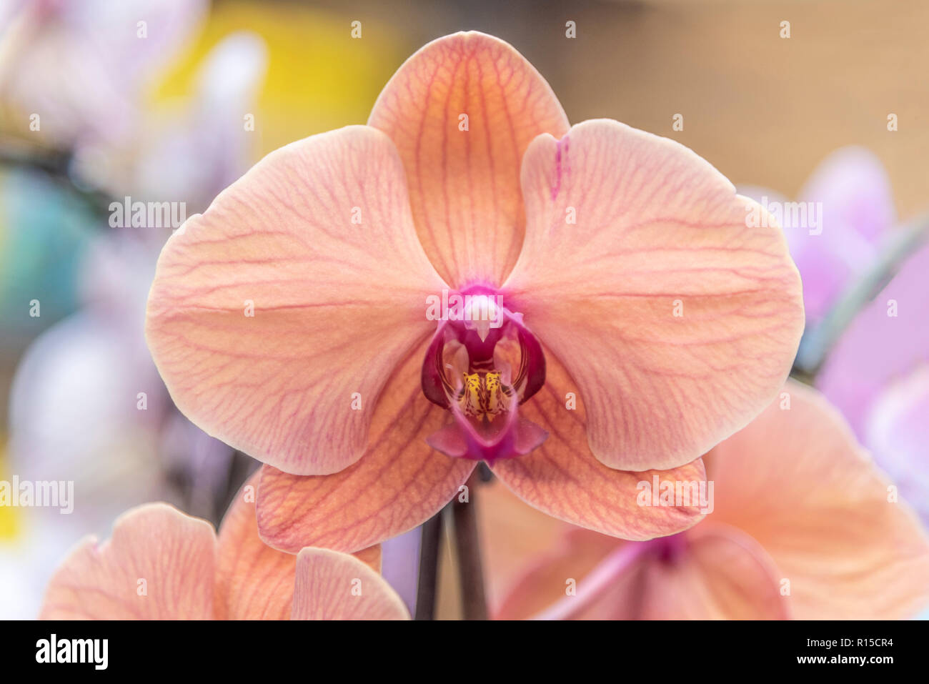 Orchid tree stamen hi-res stock photography and images - Alamy