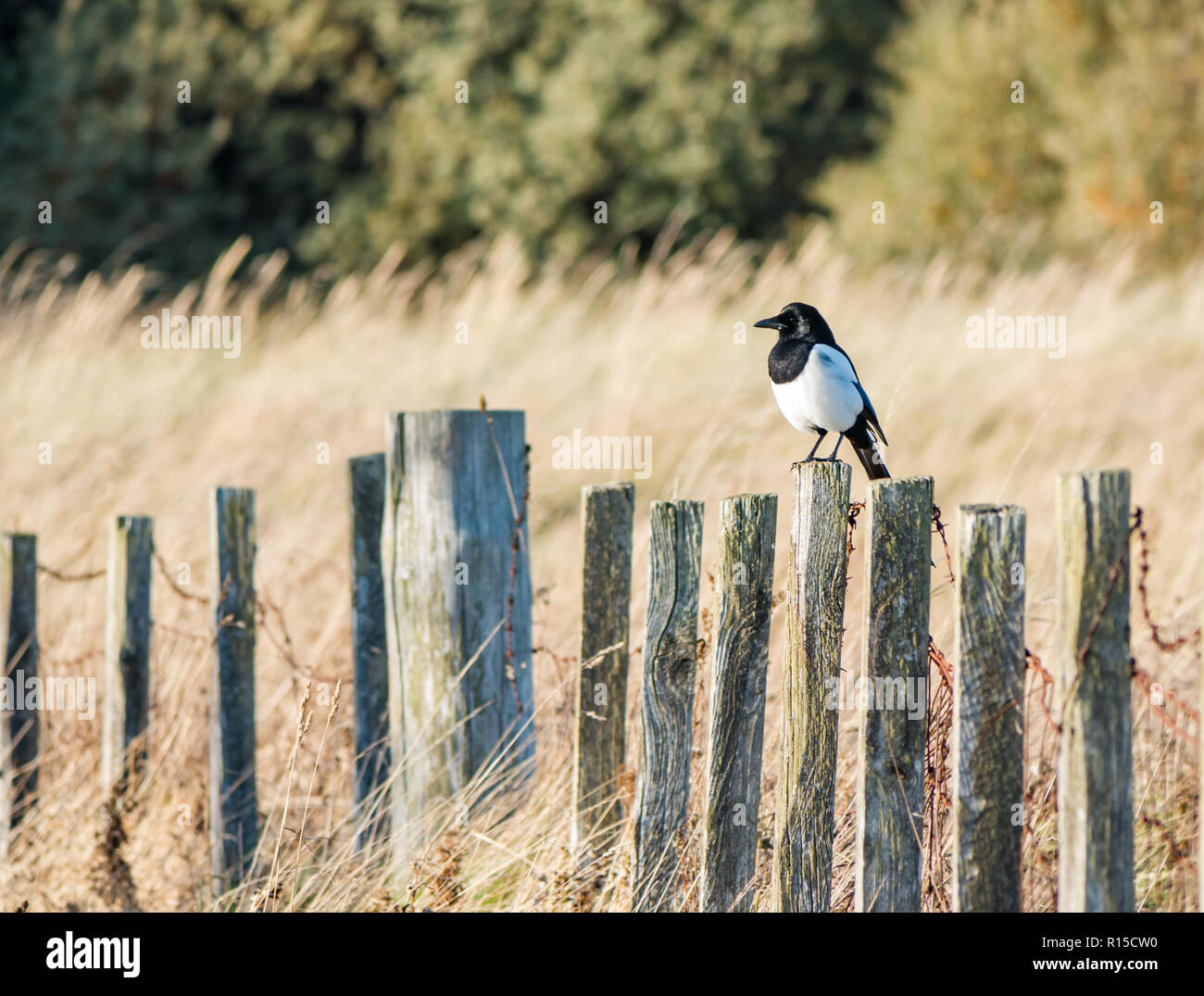 Long old fence hi-res stock photography and images - Alamy