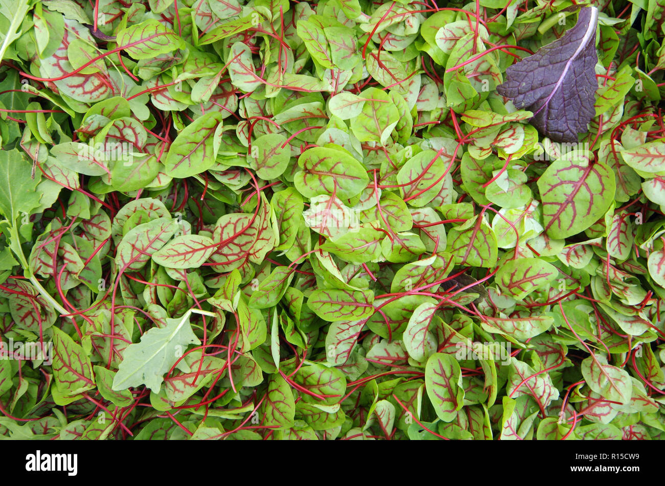 Baby sorrel leaves hi-res stock photography and images - Alamy