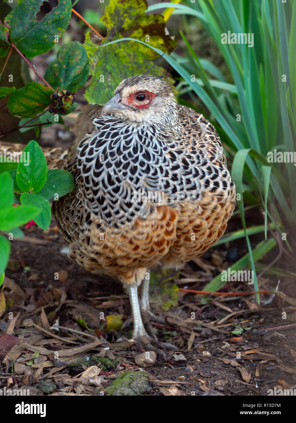 Cheer pheasant hi-res stock photography and images - Alamy