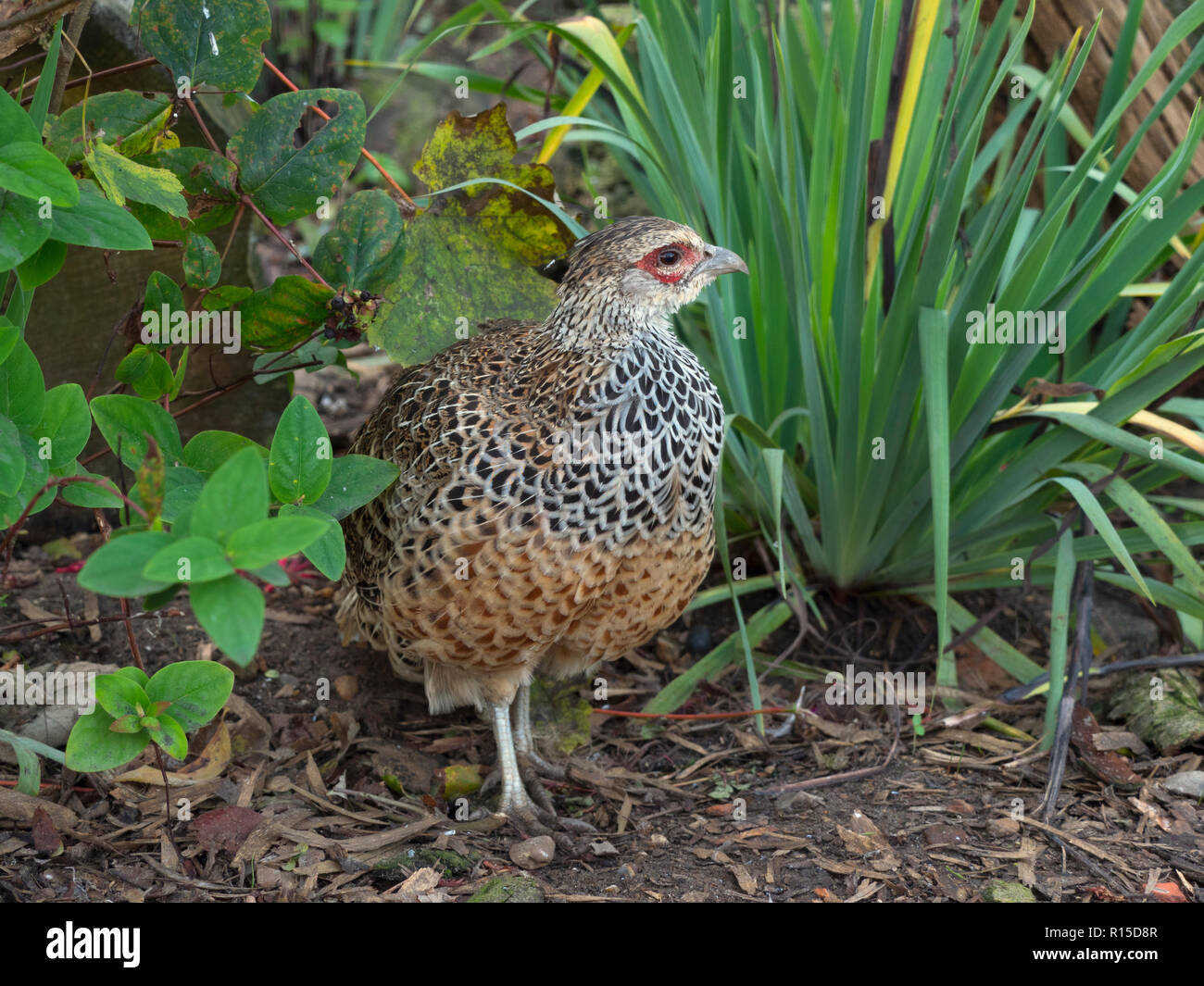 Cheer pheasant Catreus wallichii male Stock Photo - Alamy