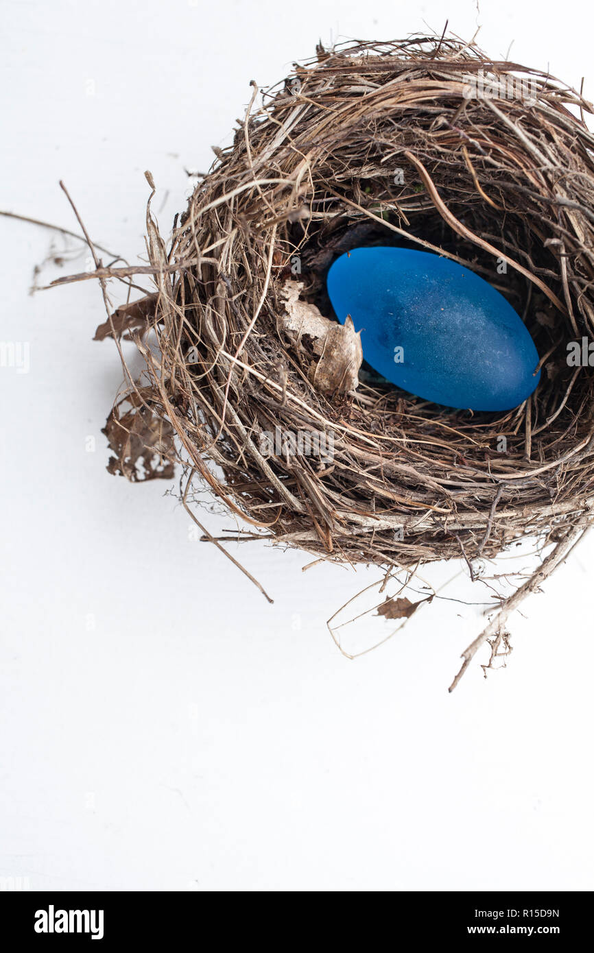 Blue egg in a birds nest Stock Photo - Alamy