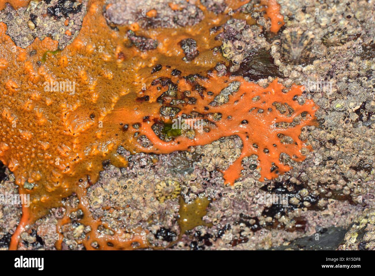 Crumb-of-bread sponge (Hymeniacidon perlevis) in its orange encrusting ...