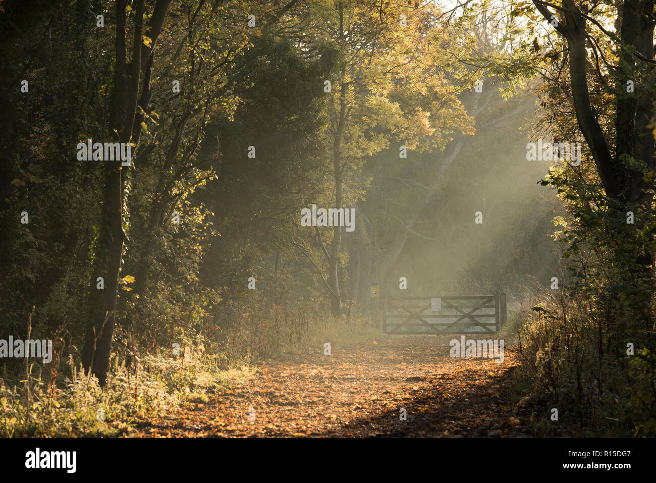 Tree lined path basking in golden autumn light at Colwick Country Park ...