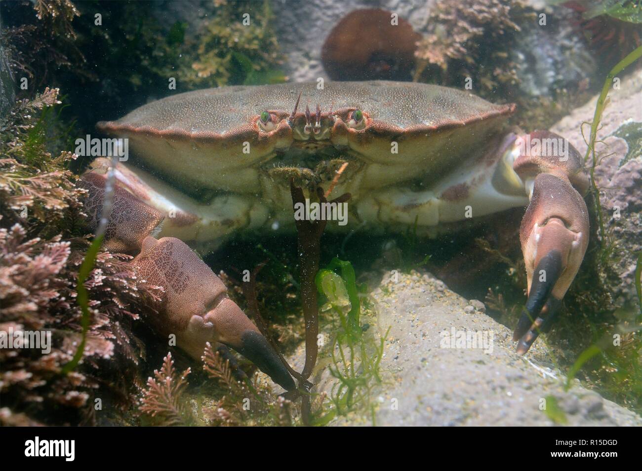 Rock pool cornwall hi-res stock photography and images - Alamy