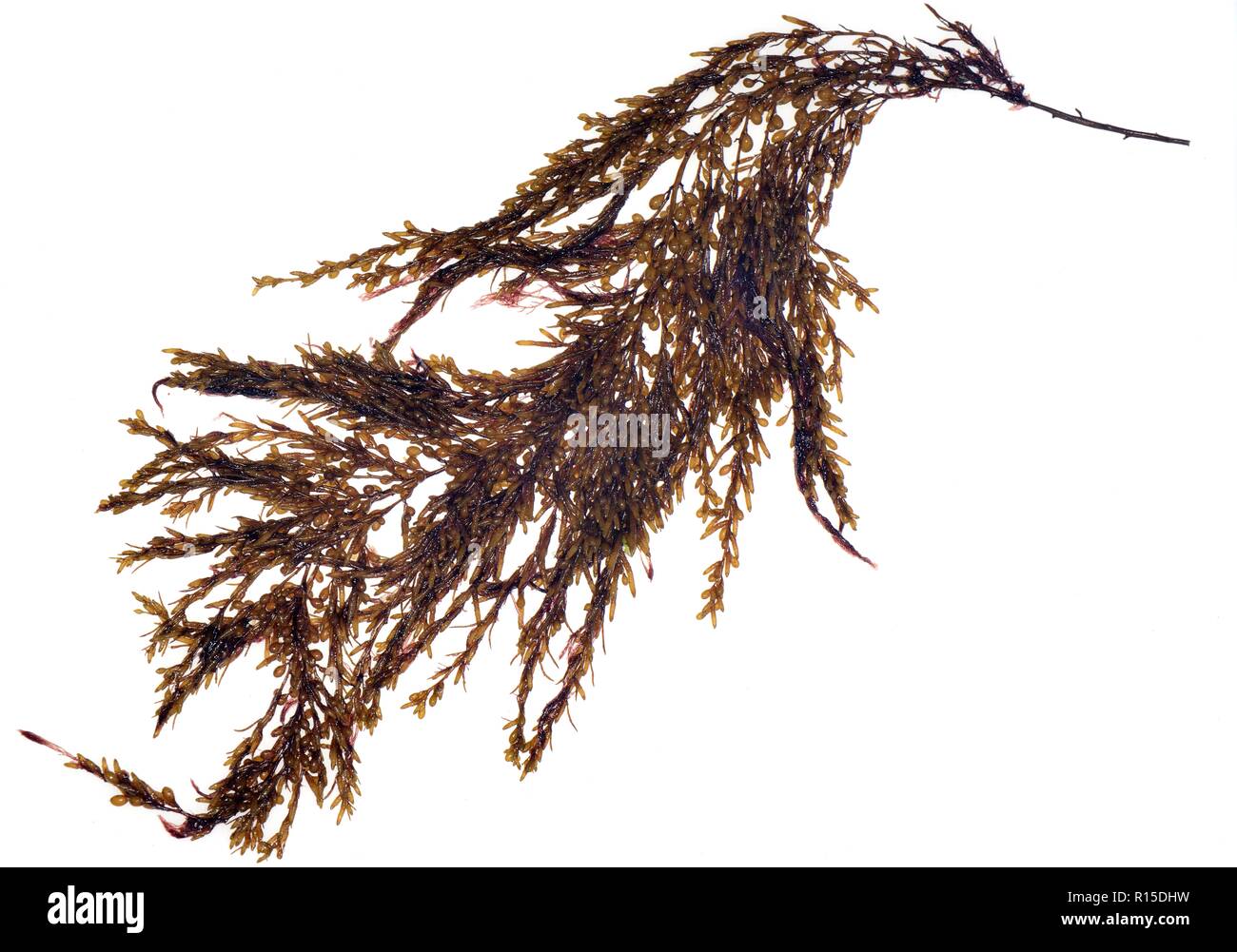 Alien weed Cut Out Stock Images & Pictures - Alamy