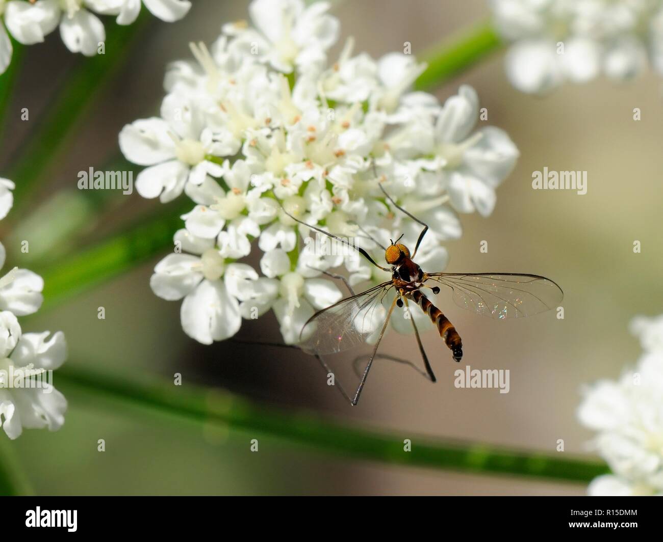 Rare insects hi-res stock photography and images - Alamy
