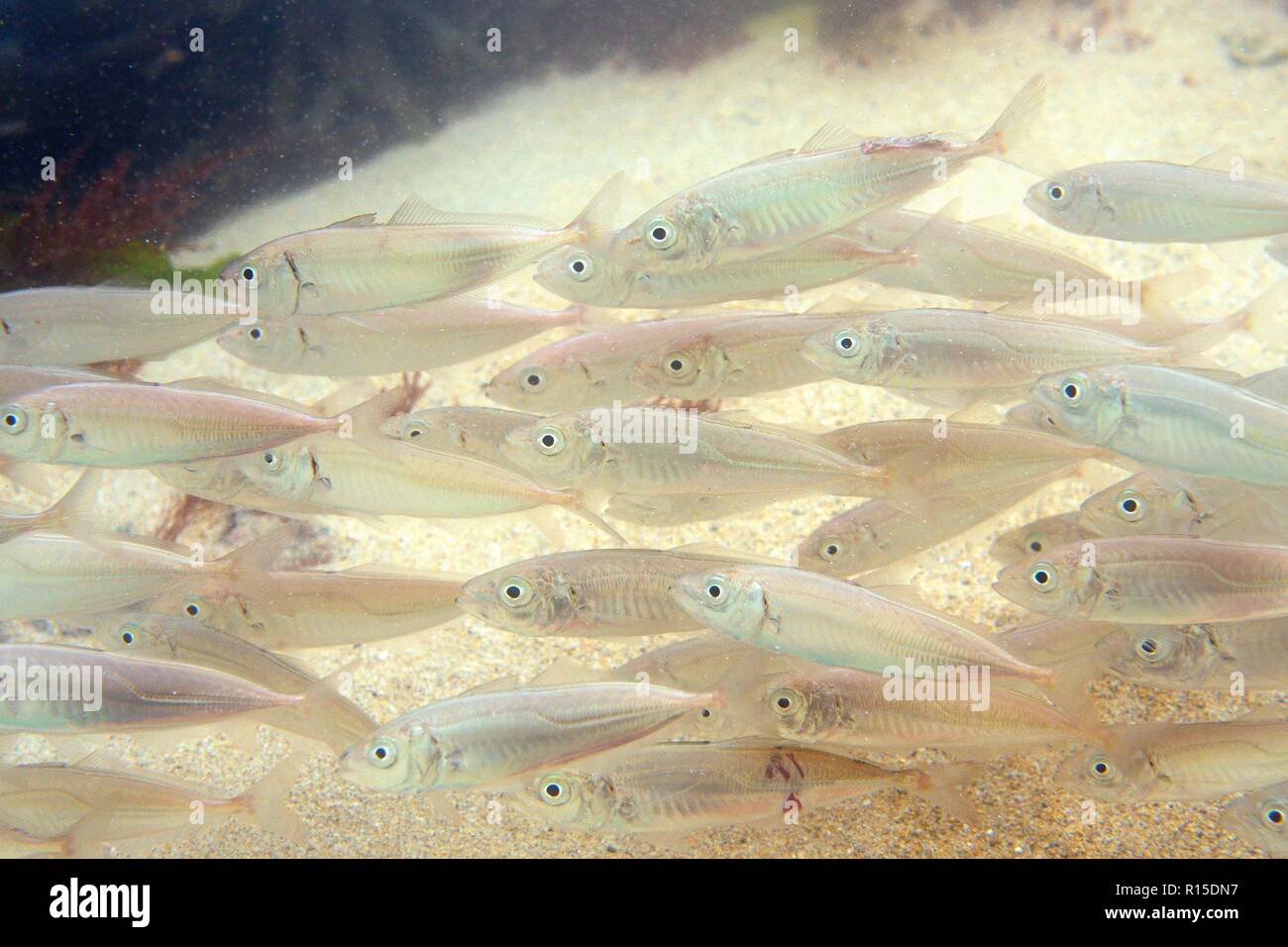Young Horse mackerel / Scad (Trachurus trachurus) shoal swimming in a ...