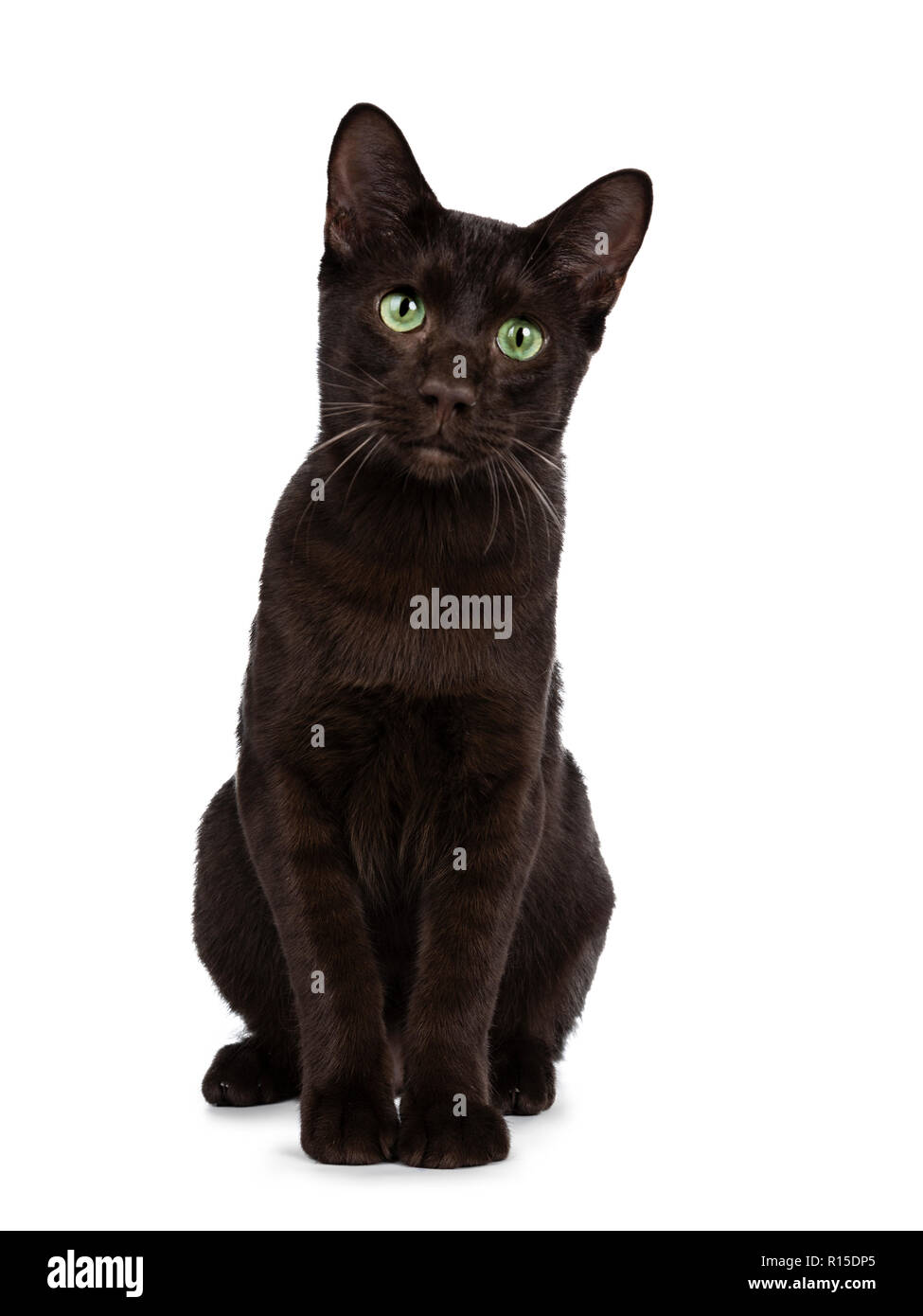 Droopy eyed Cut Out Stock Images & Pictures - Alamy