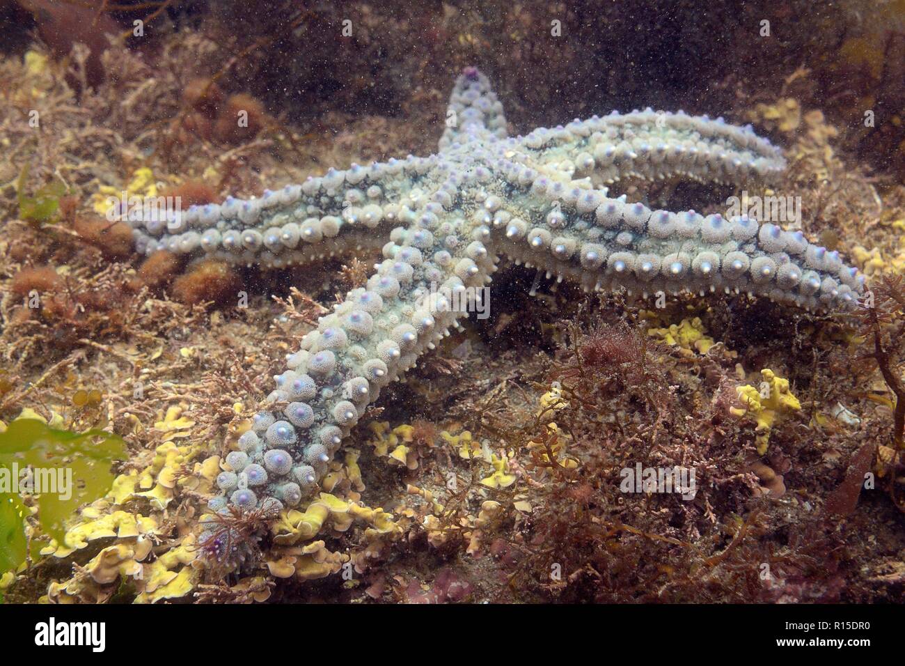 Spiny starfish (Marthasterias glacialis) on the move over a rock pool ...