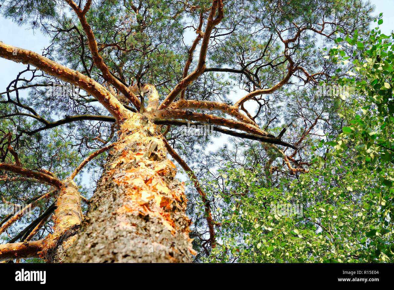 A beautiful Park with tall pines stretching up to the sky Stock Photo ...