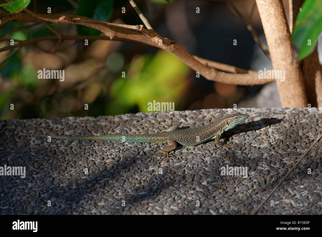 Madeira wall lizard hi-res stock photography and images - Alamy