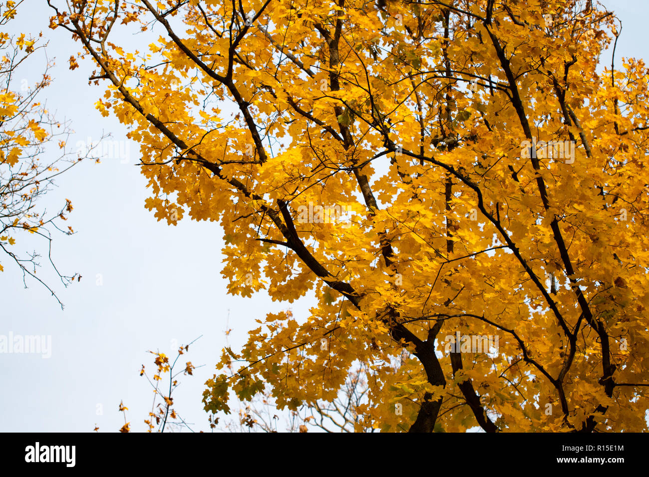 landscape autumn rays of the sun / beautiful landscape nature of, yellow forest and sun Stock ...