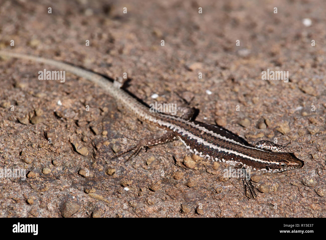 Madeira wall lizard hi-res stock photography and images - Alamy