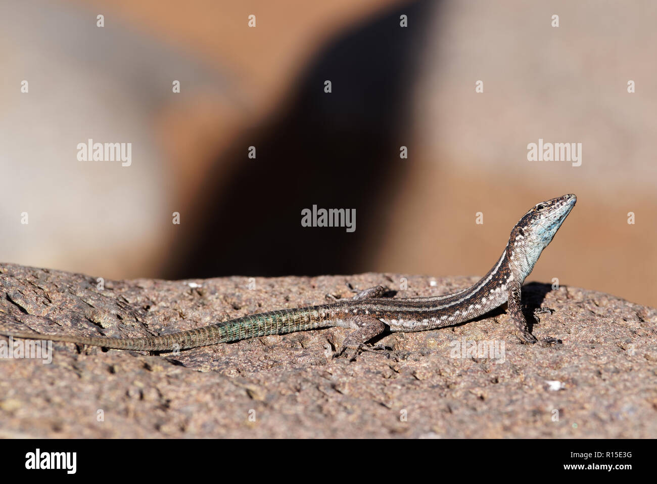 Common wall lizard on a stone posing for a photo. Portuguese island of ...