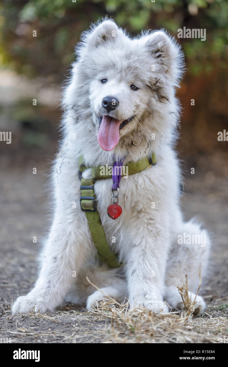 Samoyed Dog Puppy Female taking a break Stock Photo - Alamy