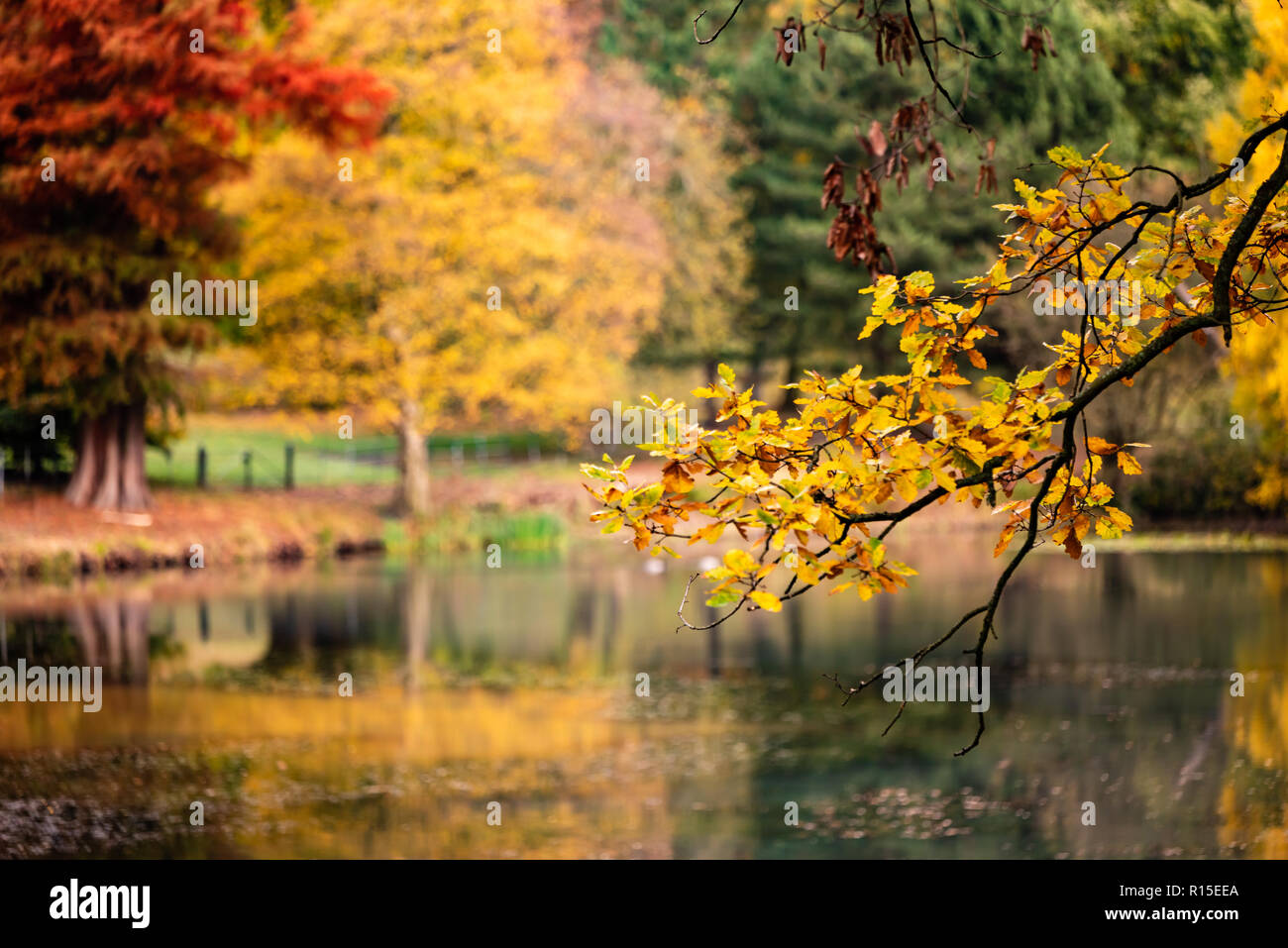 Autumn colours in Hampstead Heath Stock Photo - Alamy