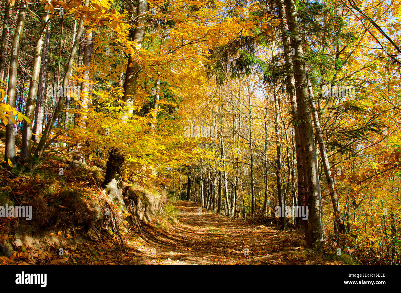 autumn colors in the forest of the black forest in germany Stock Photo ...