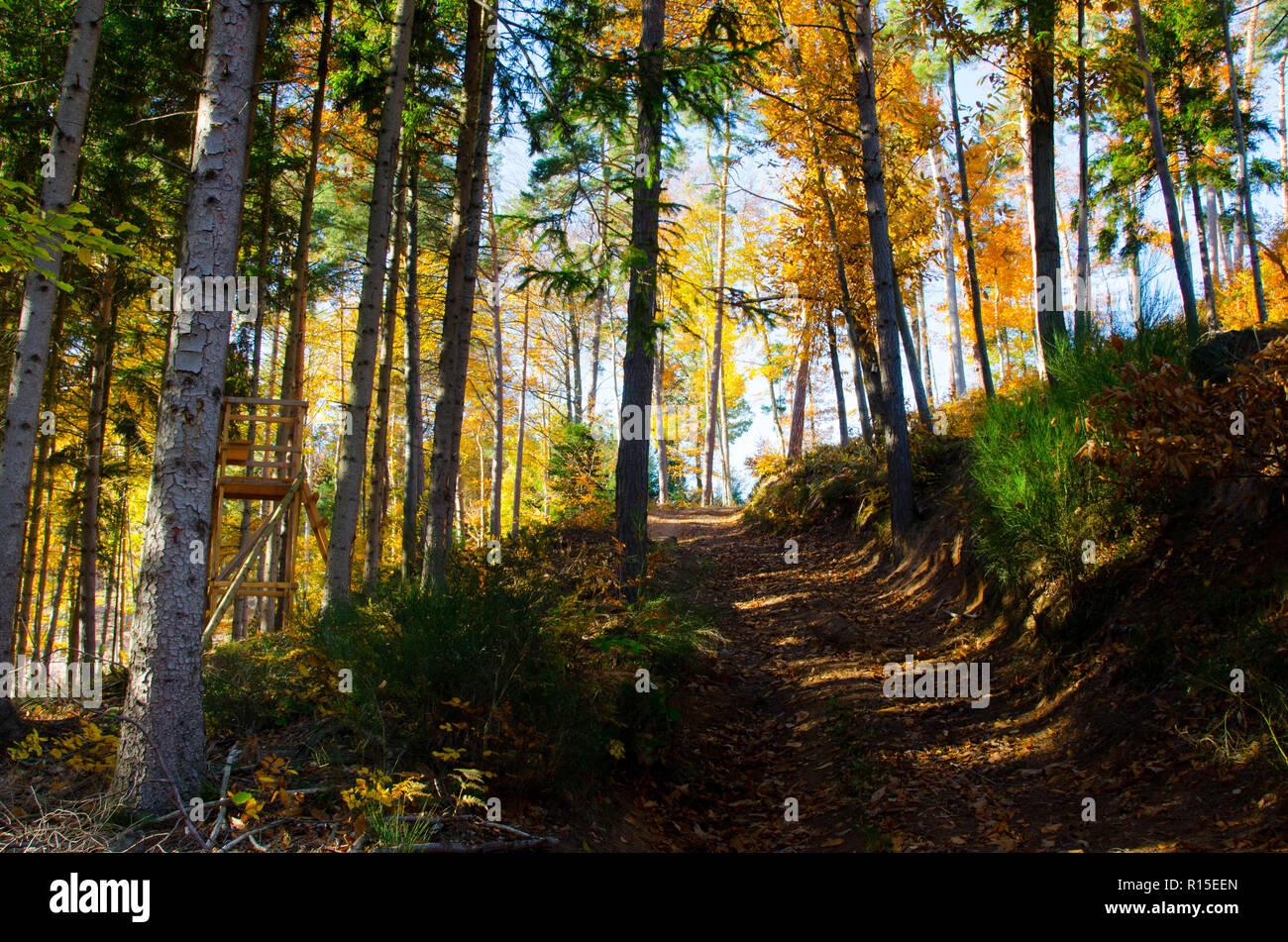 autumn colors in the forest of the black forest in germany Stock Photo ...