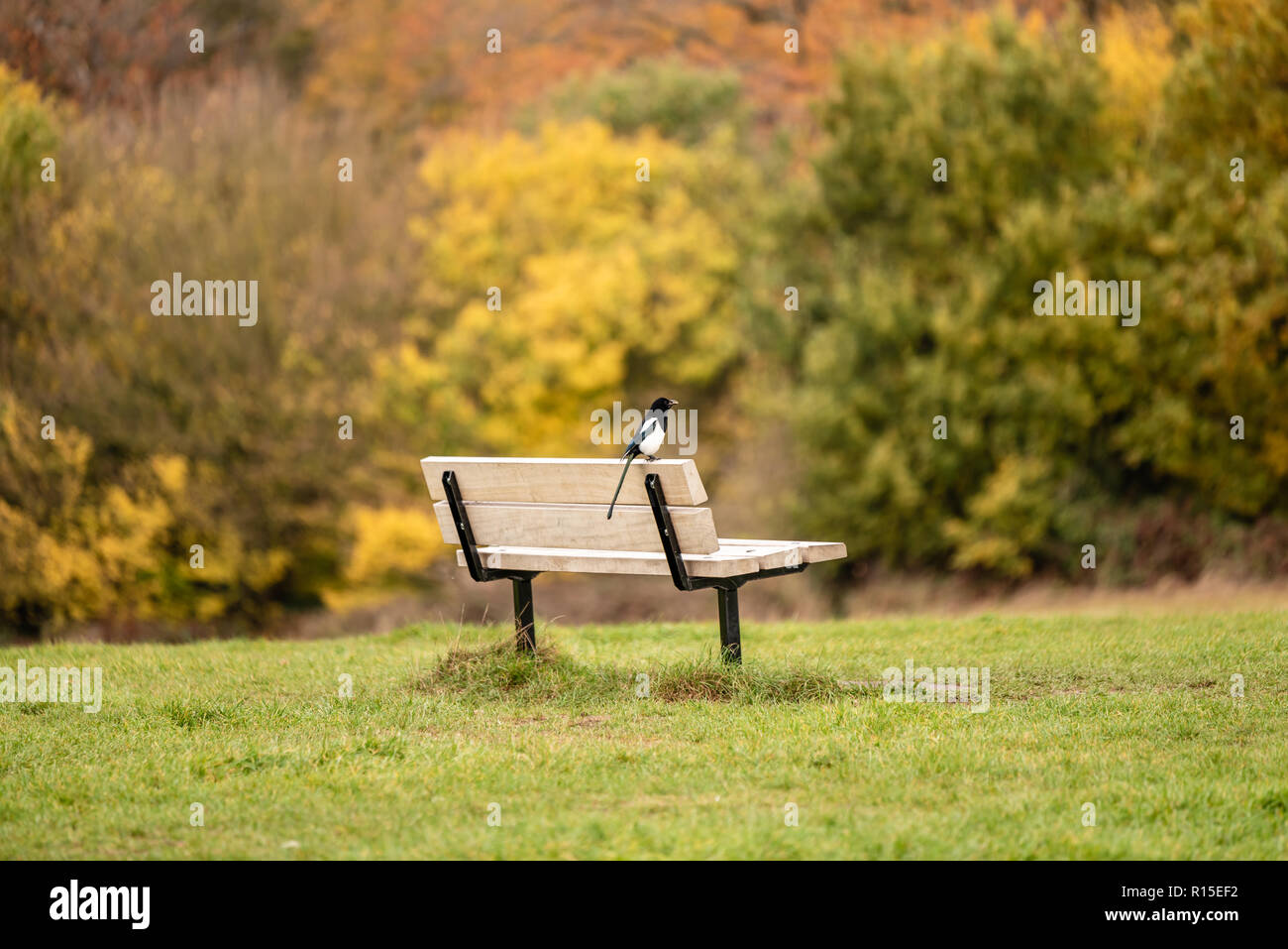Autumn colours in Hampstead Heath Stock Photo - Alamy