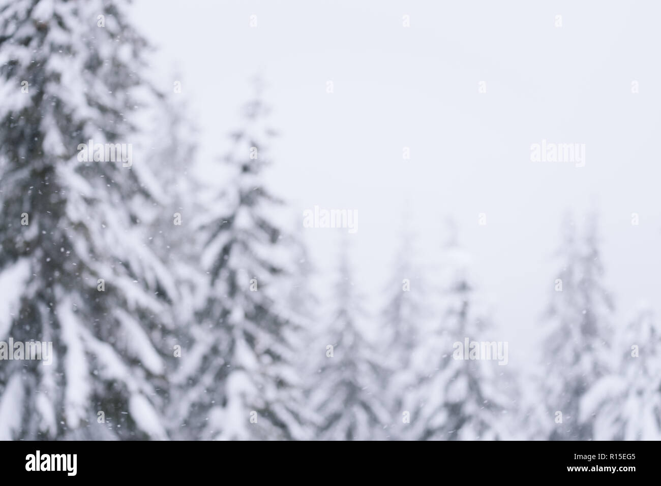 Blurred winter background. Spruce forest in the snow. Overcast weather ...