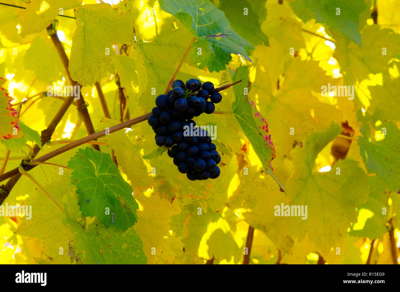 the last grapes in late autumn in the vineyards of the black forest ...