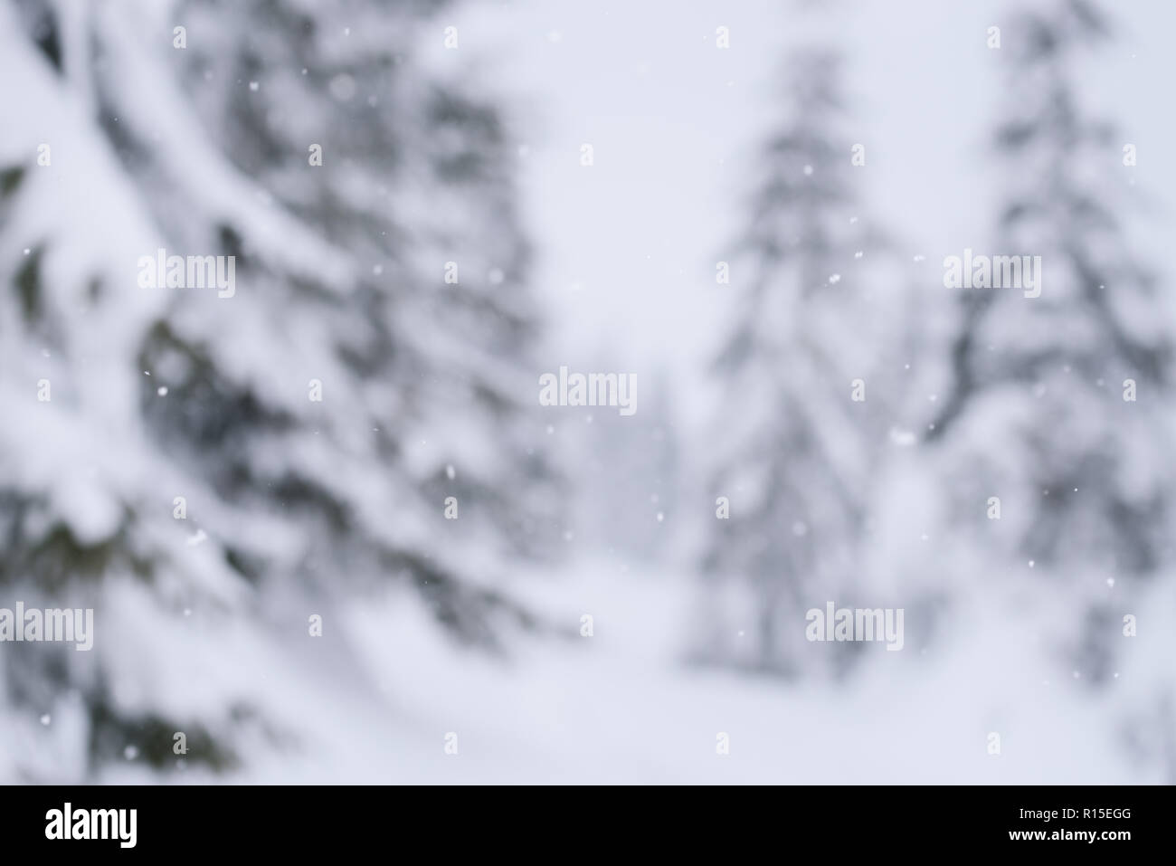 Blurred winter background. Spruce forest in the snow. Overcast weather ...