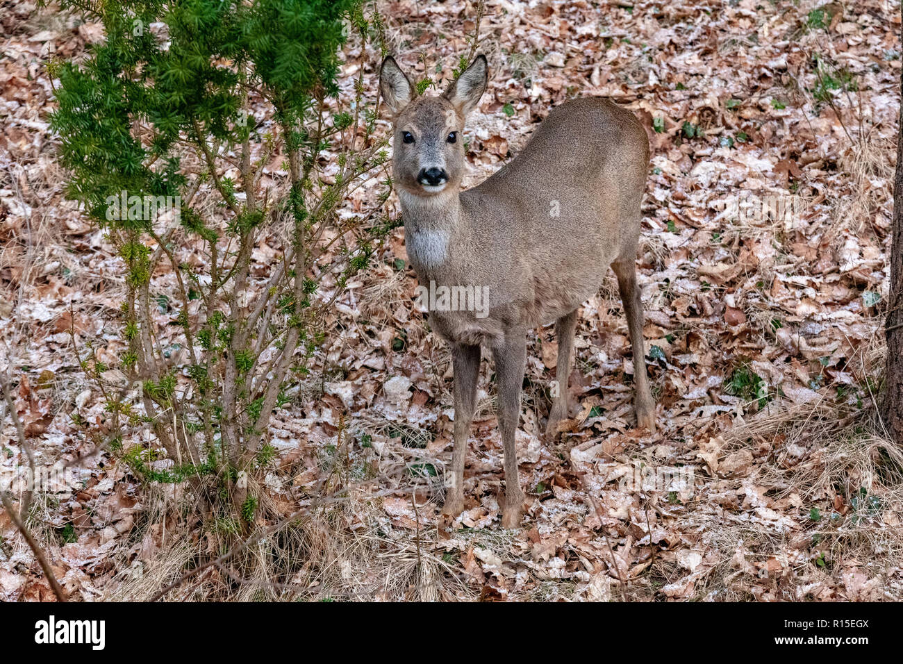 Sarna animal hi-res stock photography and images - Alamy