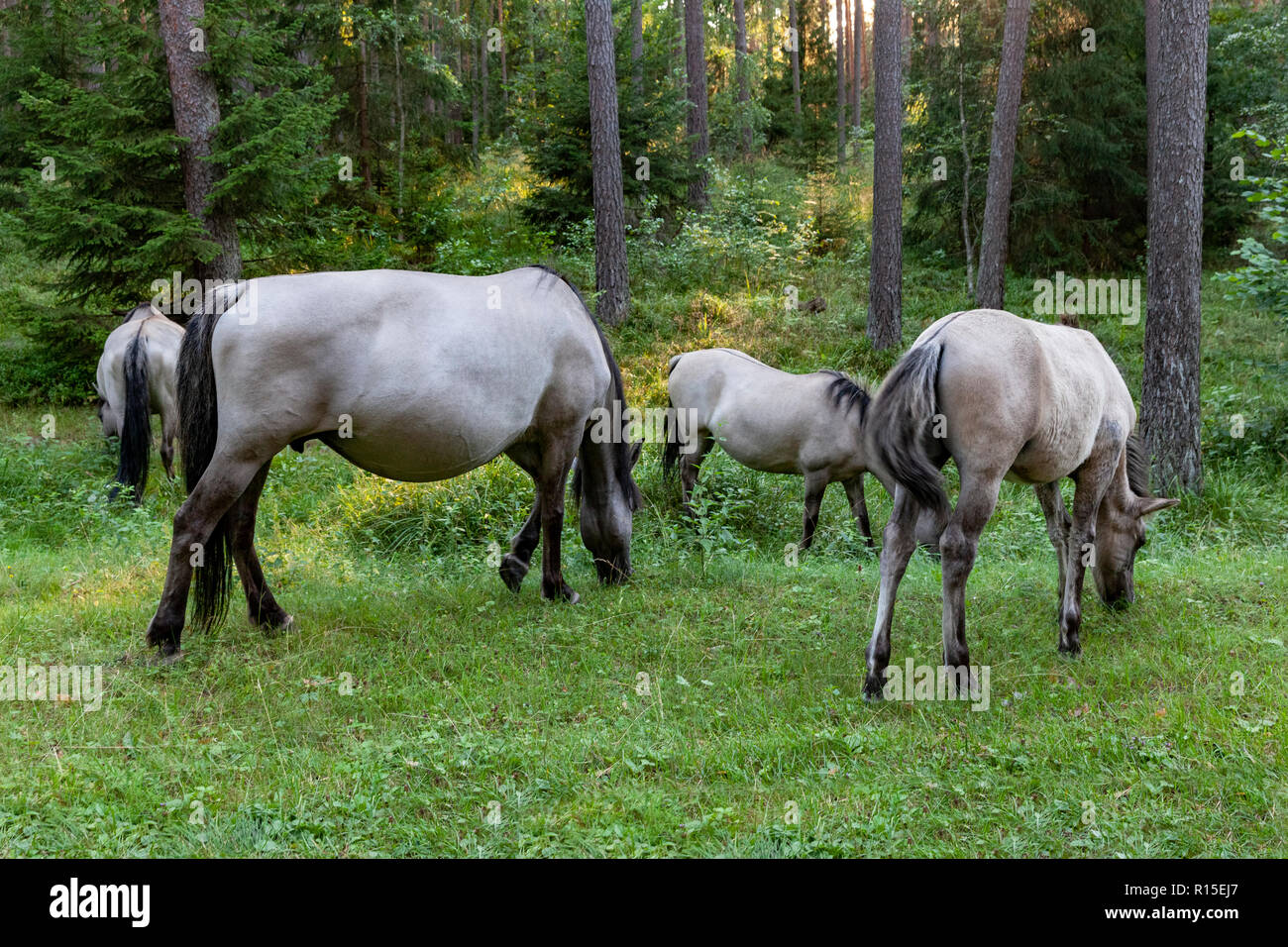 Wild ponies grazing food hi-res stock photography and images - Alamy