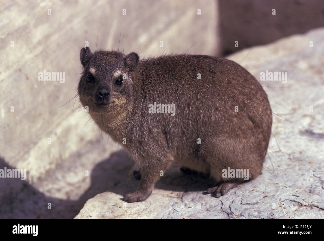Syrian rock hyrax hi-res stock photography and images - Alamy
