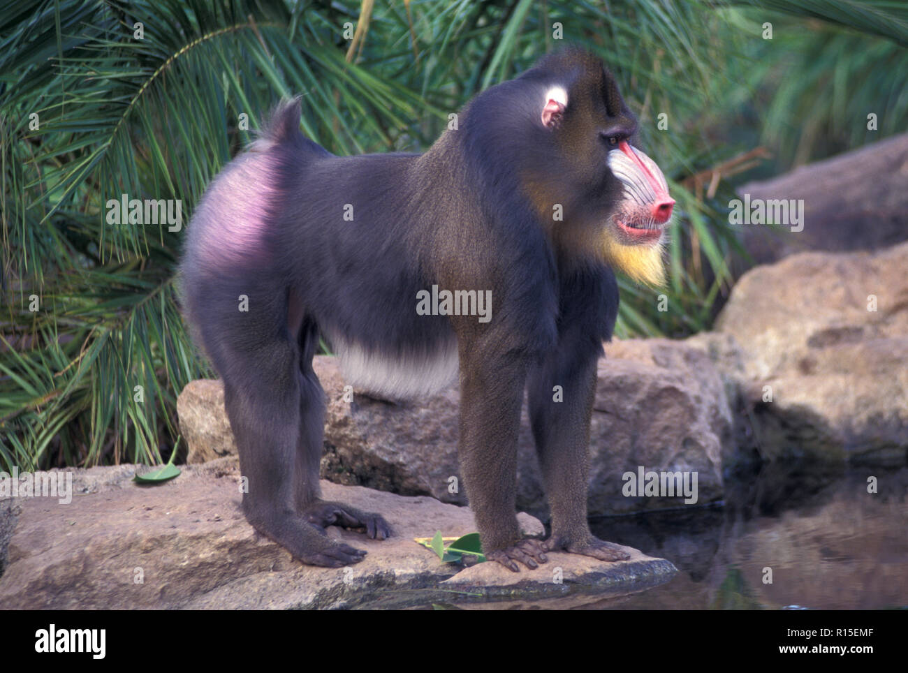 NOT 1032929 MANDRILL Mandrillus sphinx Old-world monkeys Stock Photo ...