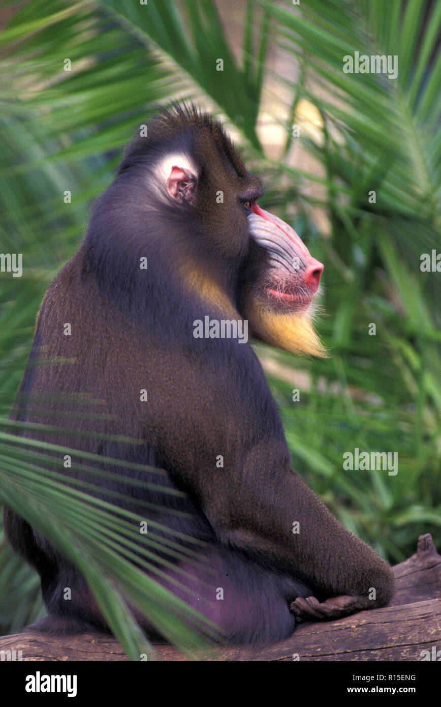 MANDRILL Mandrillus sphinx Old-world monkeys Stock Photo - Alamy