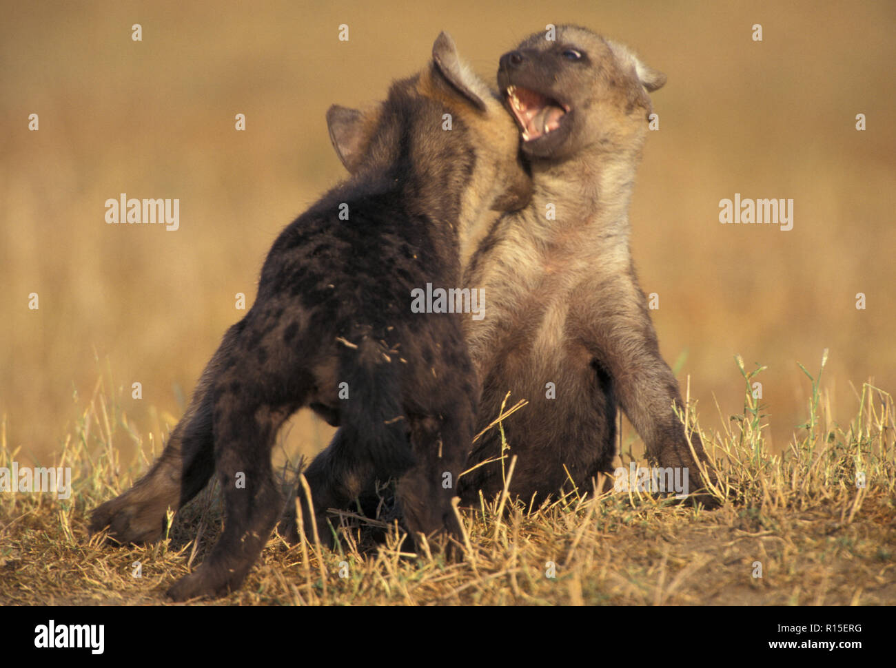 NOT 1209116 SPOTTED HYENA Crocuta crocuta Masai Mara Game Reserve Kenya ...