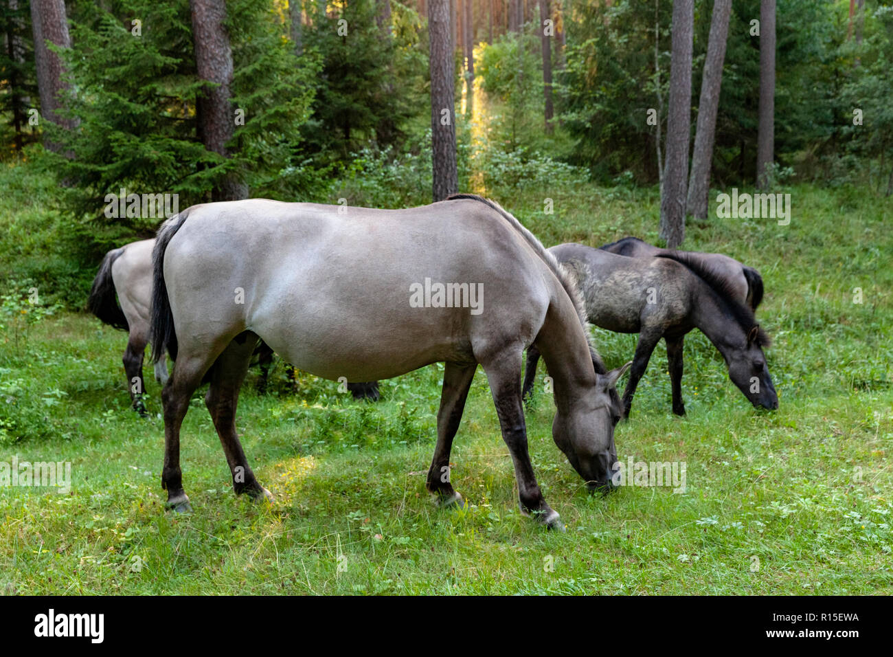 Tarpan Wild Horse High Resolution Stock Photography and Images - Alamy