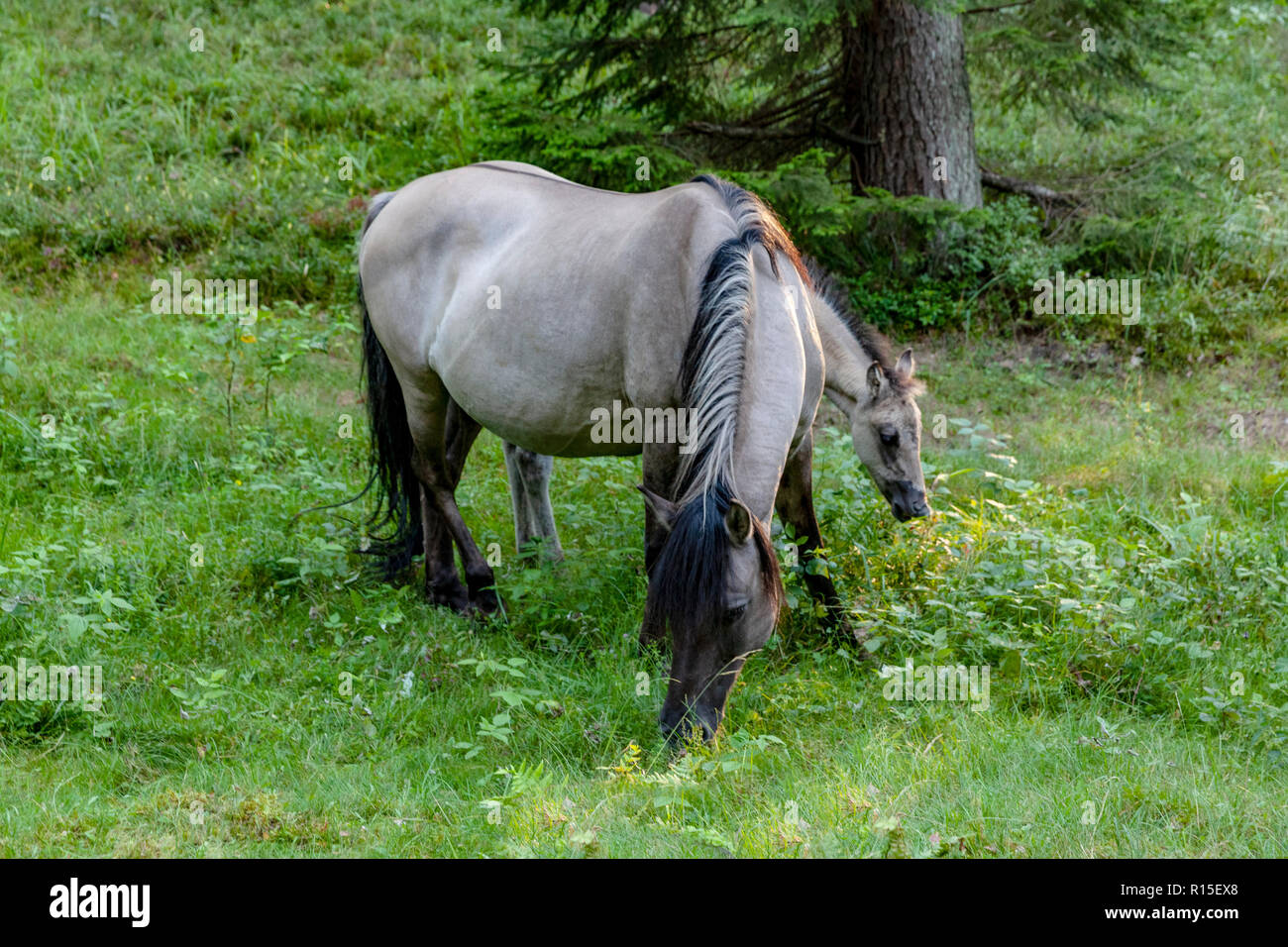 Tarpan horses hi-res stock photography and images - Alamy