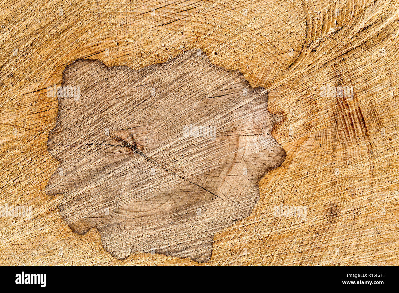 Close-up pattern of a cross section of a tree stump with aging circles ...