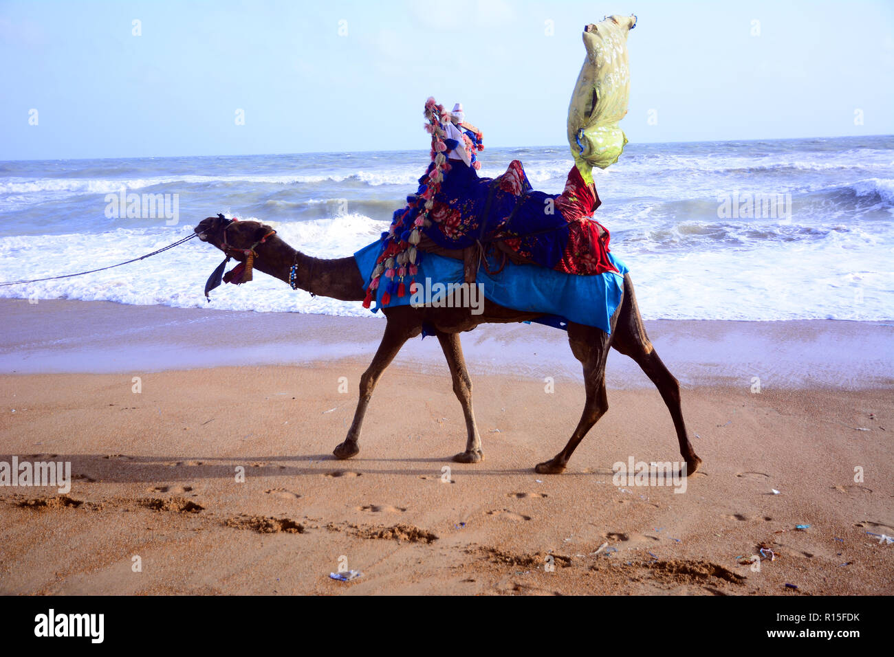 Camel Riding at Hawks Bay Beach in sunny weather, Karachi, Pakistan ...