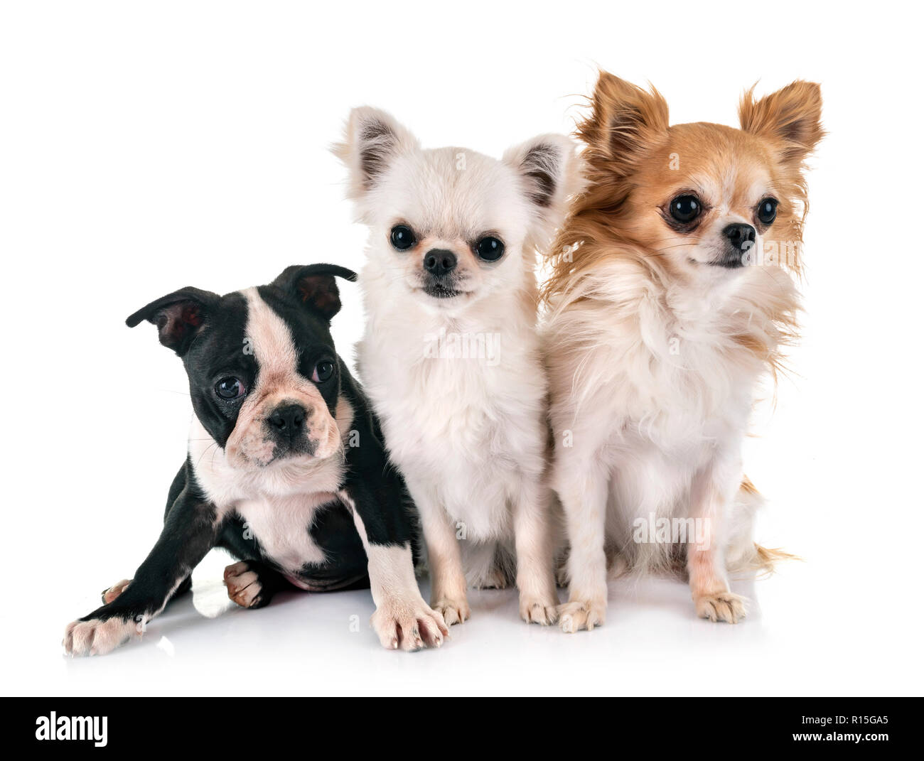 Three cute little puppy dogs Cut Out Stock Images & Pictures - Alamy