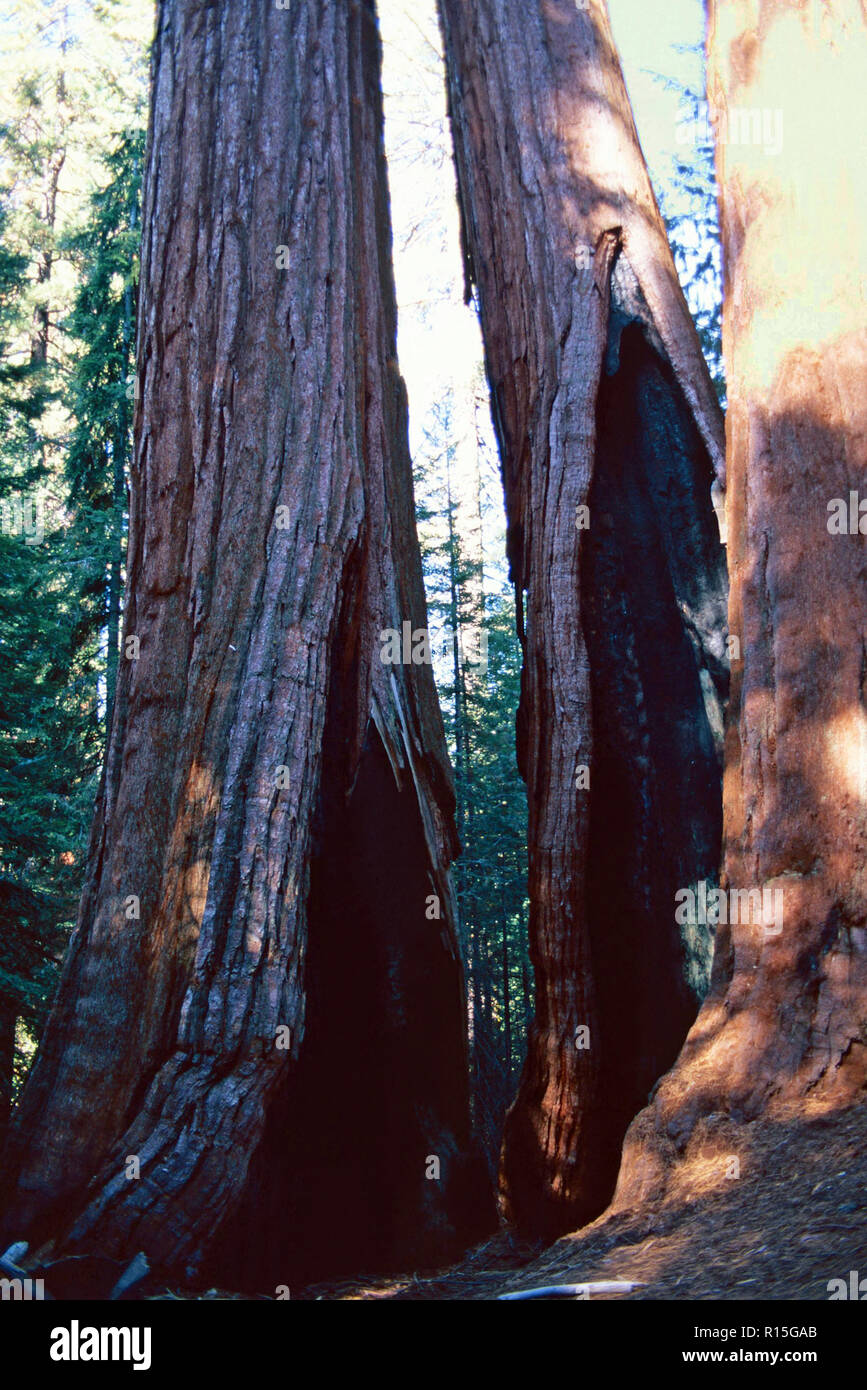 Sequoia trees,Sequoia National Park,California Stock Photo - Alamy