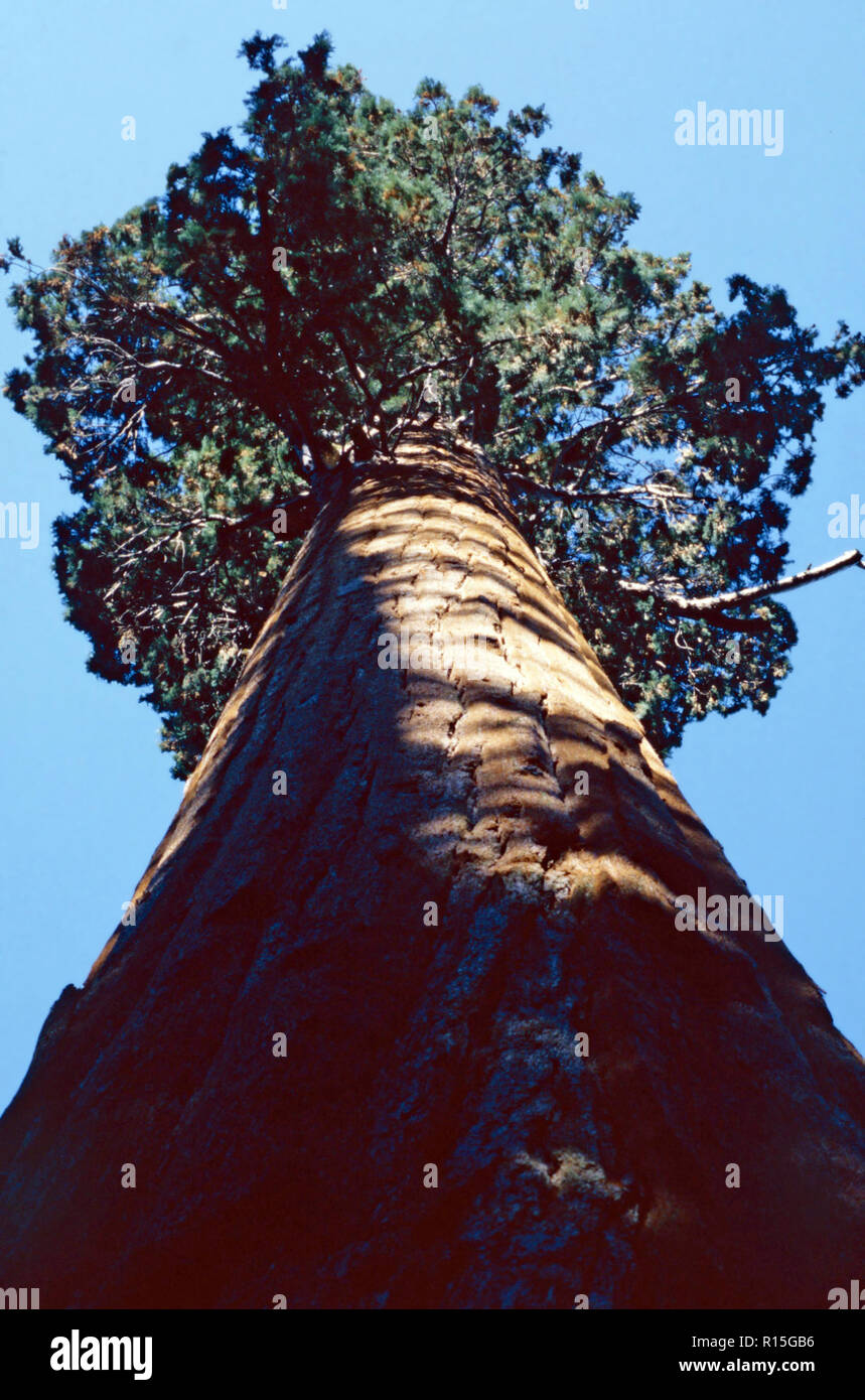 Sequoias tree hi-res stock photography and images - Alamy