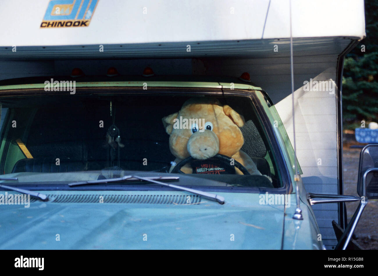 Road hog, stuffed animal driving recreational vehicle Stock Photo - Alamy