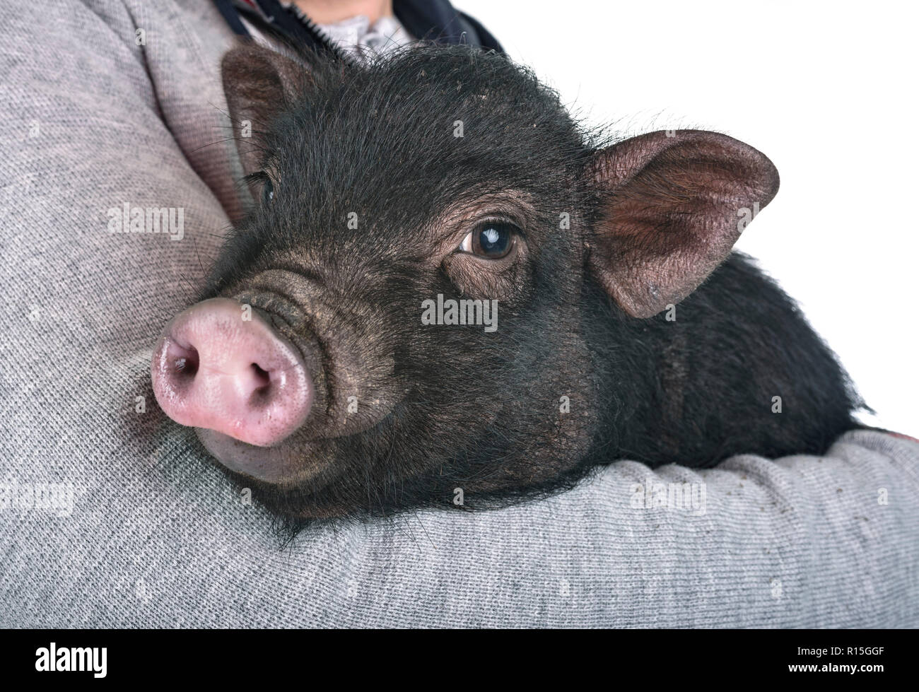 Piglet Front View