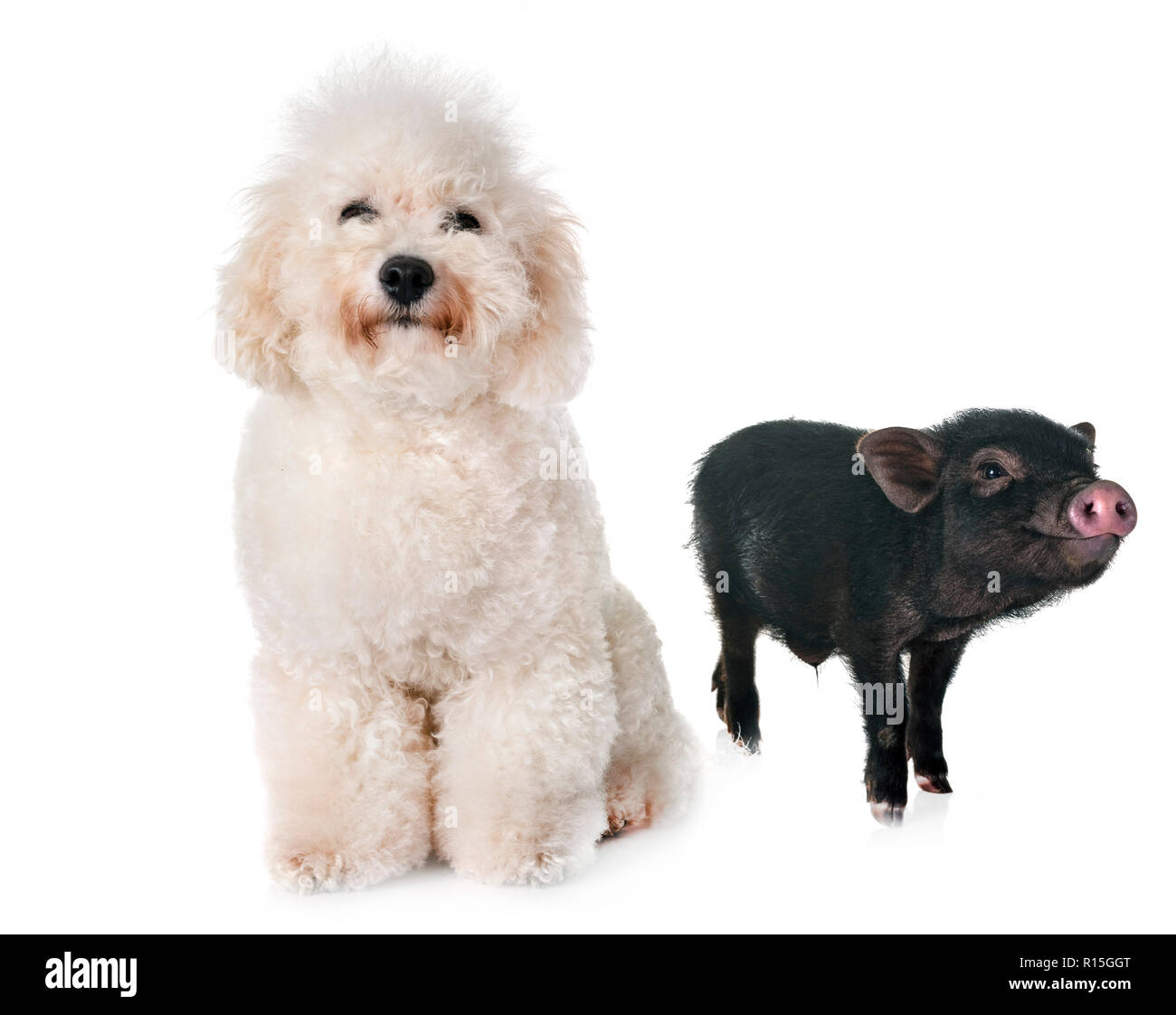 vietnamese pig and bichon in front of white background Stock Photo - Alamy