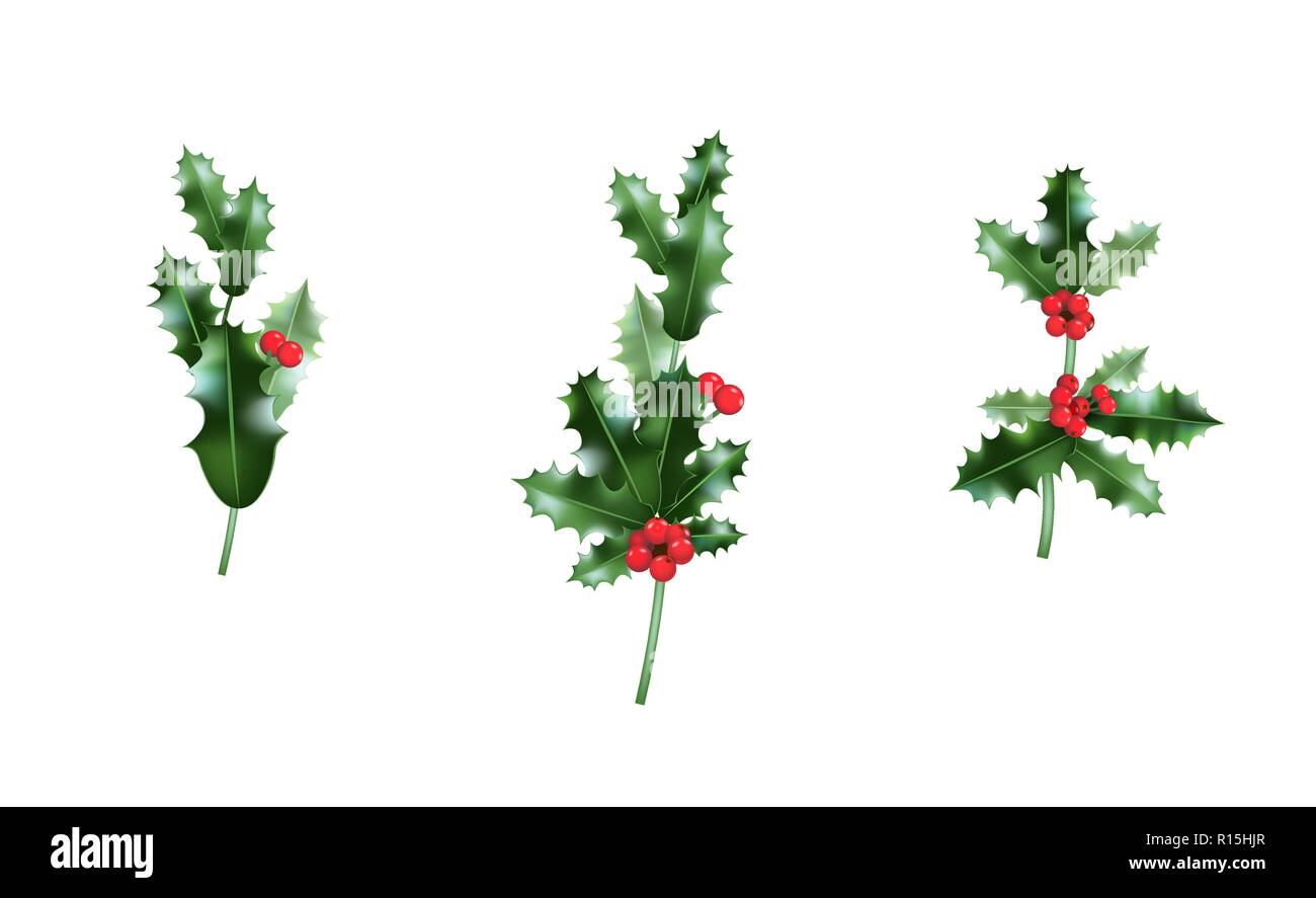 Holly branches set Stock Vector Image & Art - Alamy