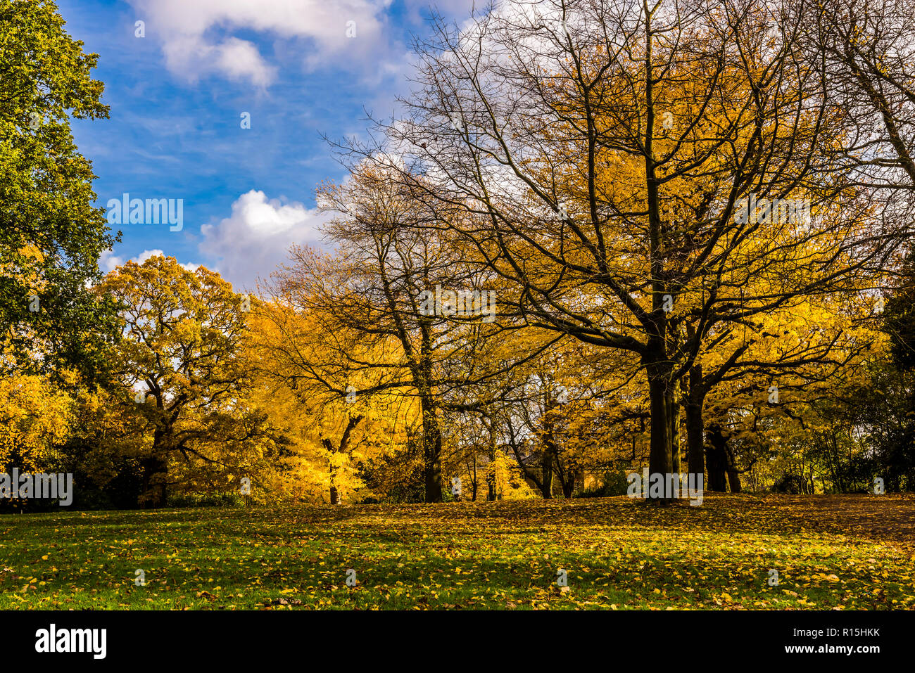 Yellow autumn trees in Waterlow Park, London, UK Stock Photo - Alamy