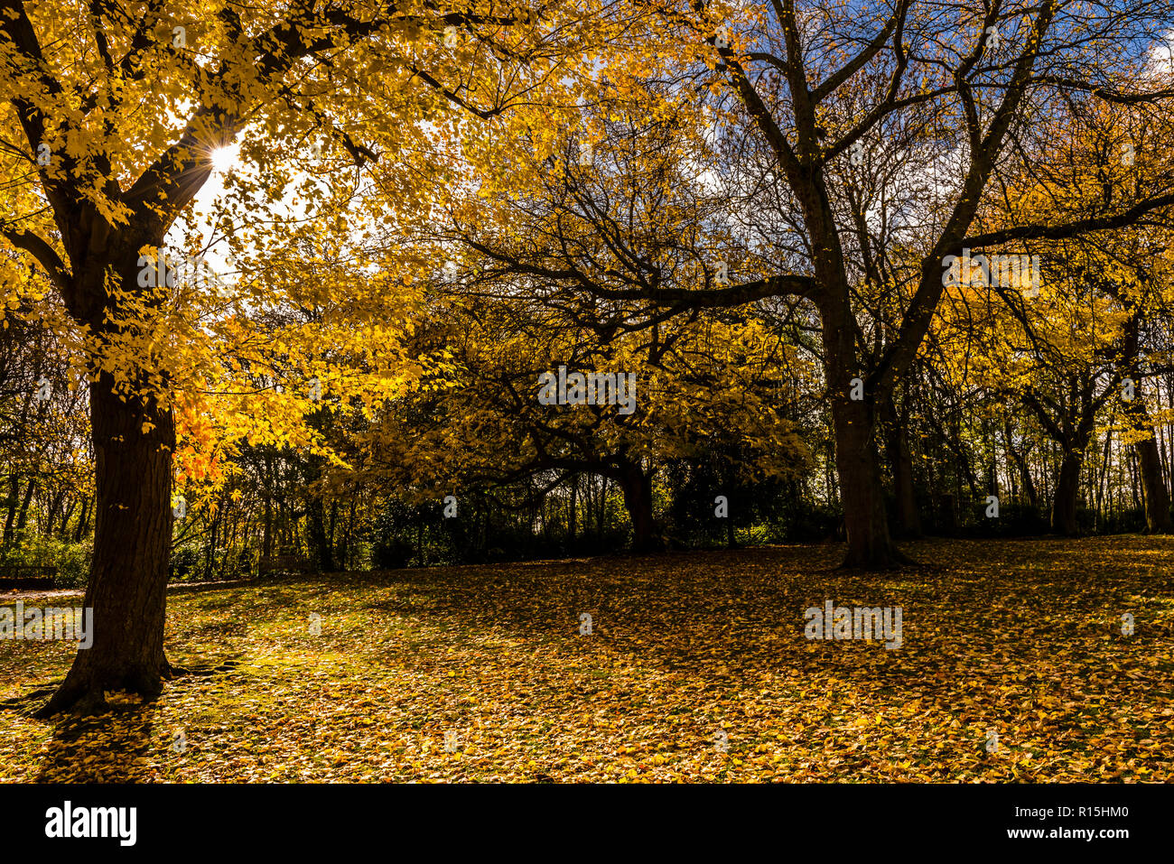 Sunburst through yellow autumn trees in Waterlow Park, London, UK Stock ...