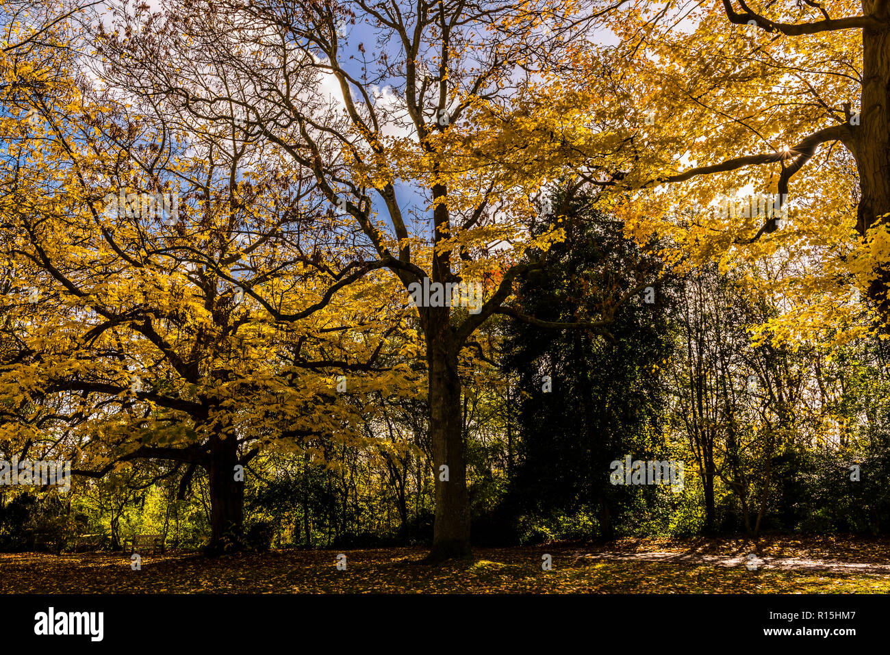 Sunburst through yellow autumn trees in Waterlow Park, London, UK Stock ...